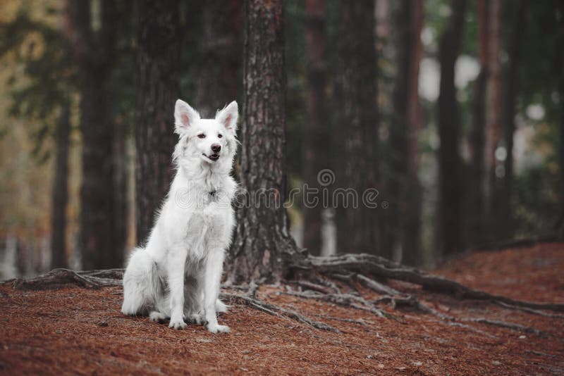 A Mixed Breed Dog on a Walk. Dog in the Forest. Cute Red Dog Stock ...
