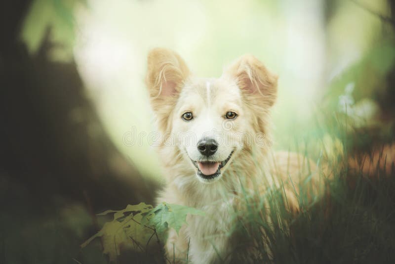 A Mixed Breed Dog on a Walk. Dog in the Forest Stock Image - Image of ...