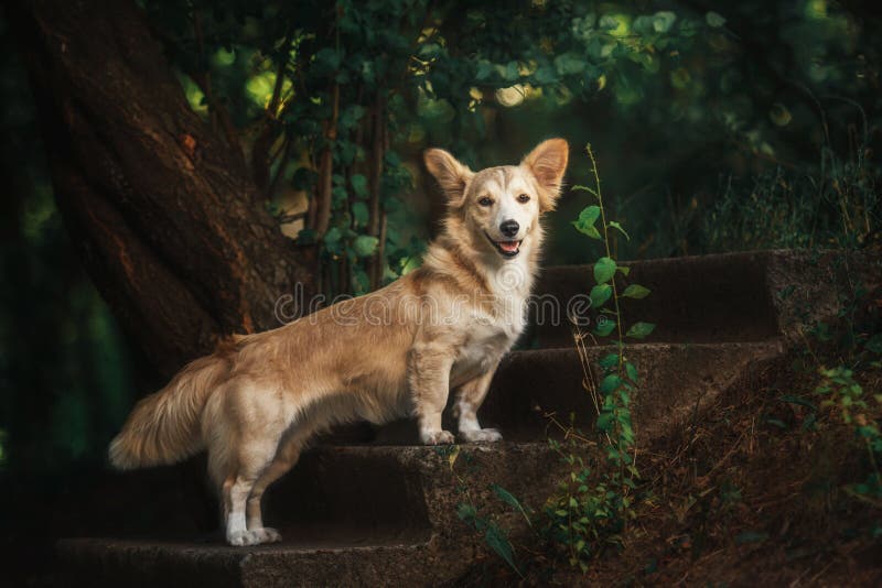 A Mixed Breed Dog on a Walk. Dog in the Forest Stock Image - Image of ...