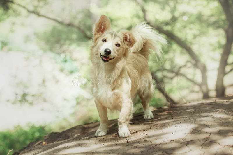 A Mixed Breed Dog on a Walk. Dog in the Forest Stock Photo - Image of ...