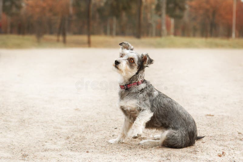 A Mixed Breed Dog on a Walk. Dog in the Forest. Cute Red Dog Stock ...
