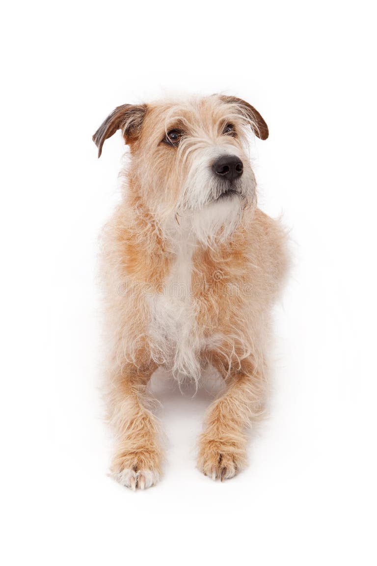 2,139 Scruffy Dog Stock Photos - Free & Royalty-Free Stock Photos from ...