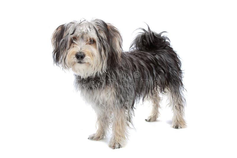 Mixed Breed Maltese Dog/yorkshire Terrier Stock Photo - Image of breed ...