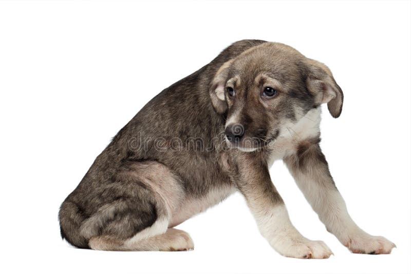 Puppy with pity look stock image. Image of pity, funny - 23506103