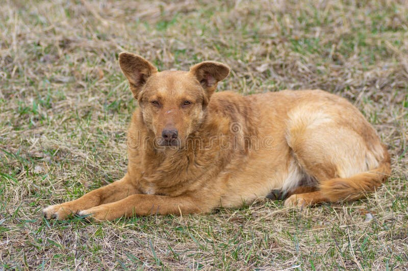 Mixed-breed Red-haired Dog Lying on a Ground at Early Spring Season ...