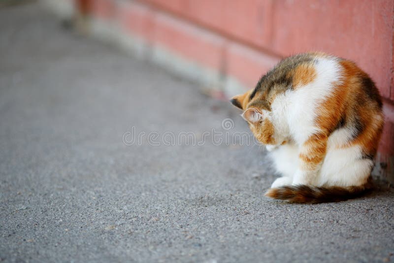 Mixed Breed Red and White Cat Licks Washes Itself Stock Photo - Image ...
