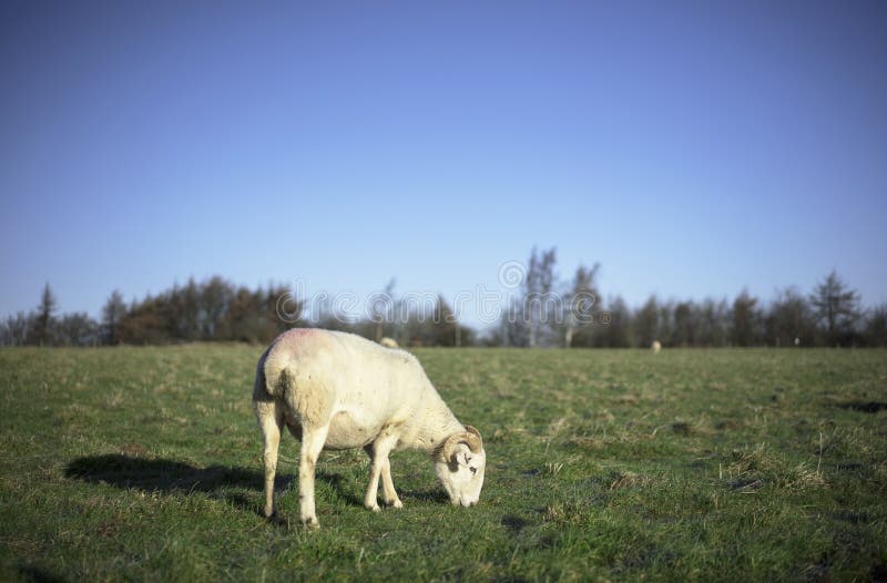 Mixed Breed Sheep stock photo. Image of breed, moor, season - 67438034