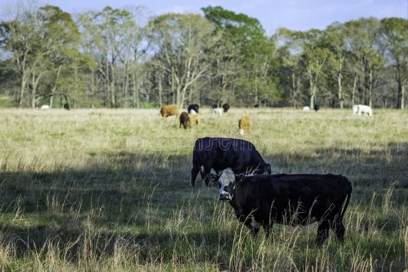 Mixed Breeds of Cattle in Springtime Pasture Stock Photo - Image of ...