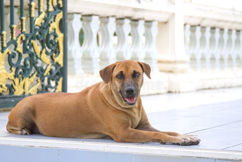 Mixed Breeds dog of brown stock photo. Image of people - 94666546