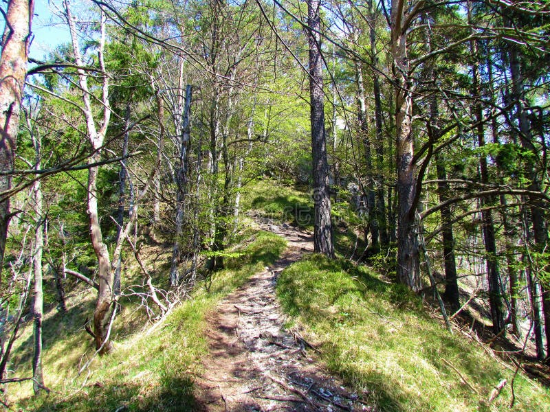 Mixed Broadleaf and Conifer Forest of Beech and Pine in Spring Stock ...