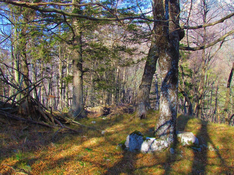 Mixed Broadleaf and Conifer Forest with Oak and Spruce Trees Stock ...