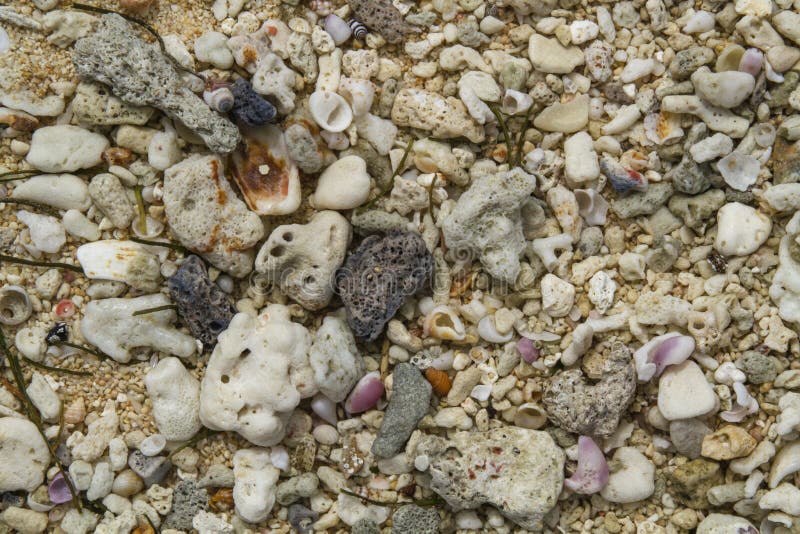 Broken Corals on the Beautiful and Pristine Beach Stock Photo - Image ...