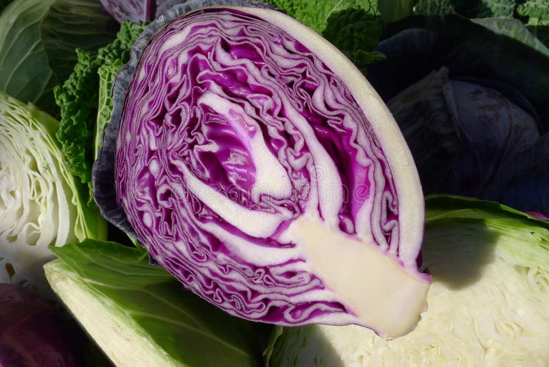 Mixed Cabbage stock image. Image of organic, cabage, purple - 87504761