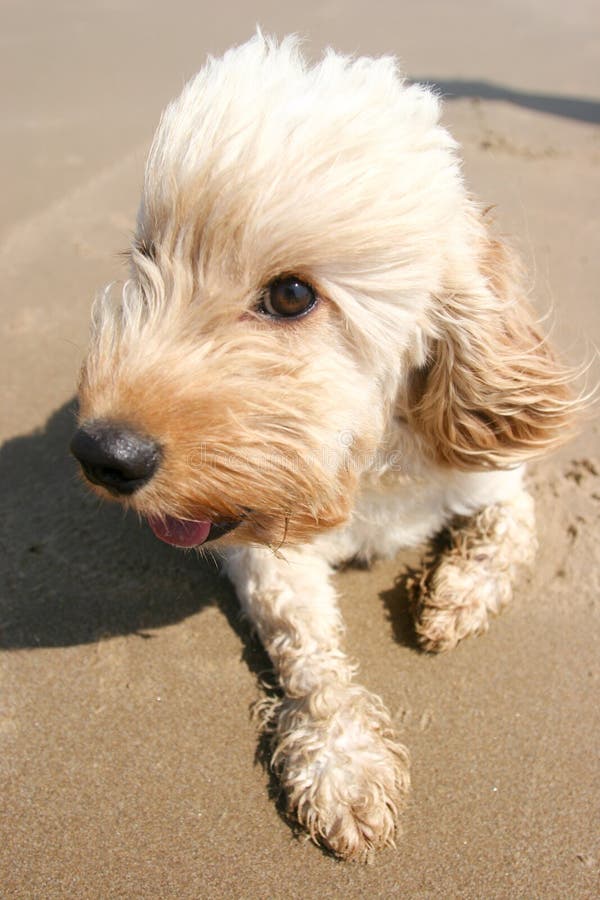 Mixed Cocker Spaniel And Rough Collie Stock Photo - Image of cheerful ...