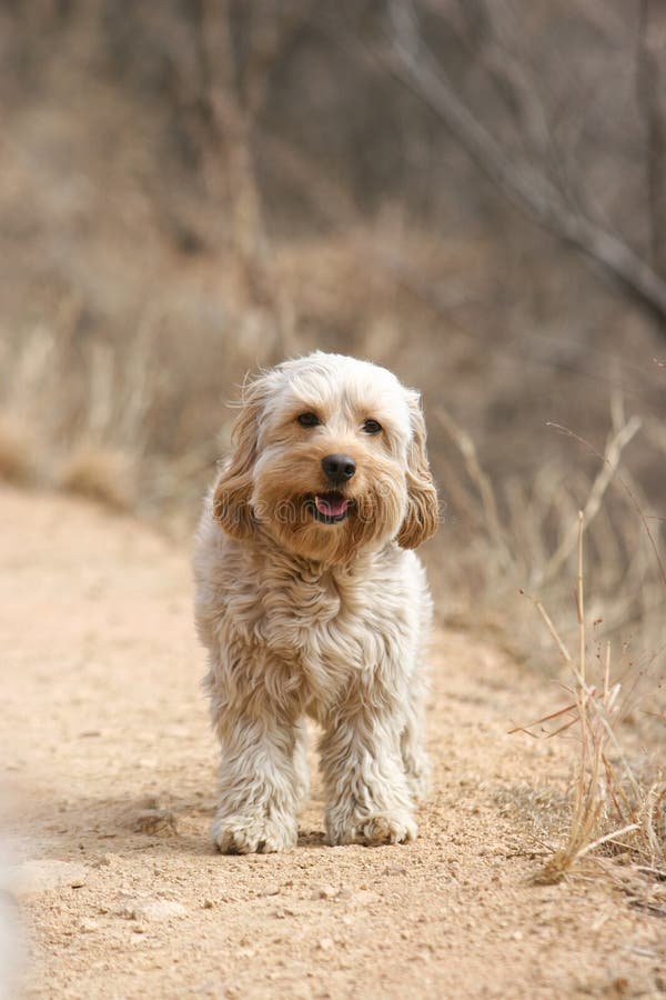 Mixed Cocker Spaniel stock image. Image of breed, charming - 68765049