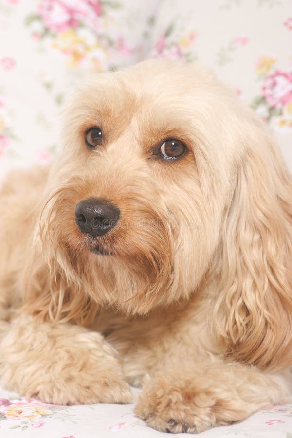 Mixed Cocker Spaniel stock image. Image of attractive - 68765163