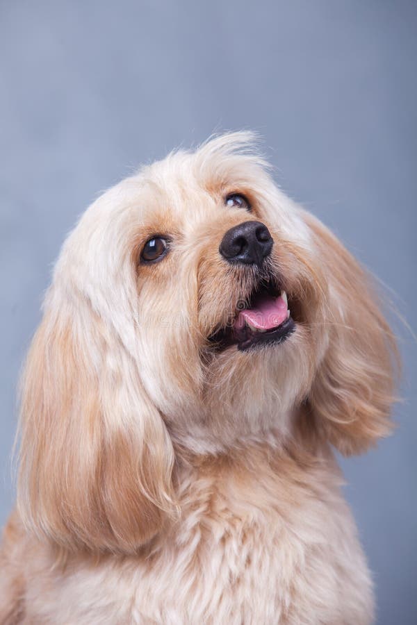 Mixed Cocker Spaniel stock image. Image of charming, happy - 68765929