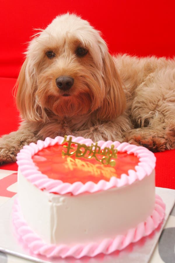 Mixed Cocker Spaniel stock photo. Image of happy, indoors - 68765178