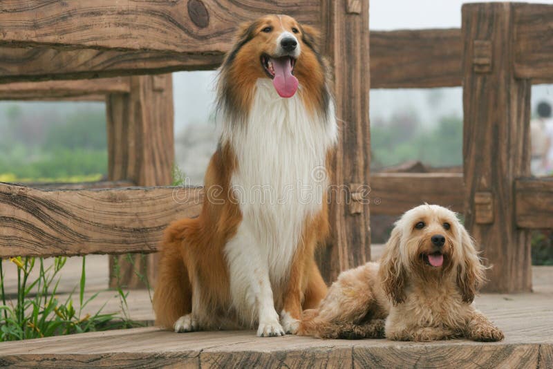 Mixed Cocker Spaniel and Rough Collie Stock Photo - Image of dogs ...