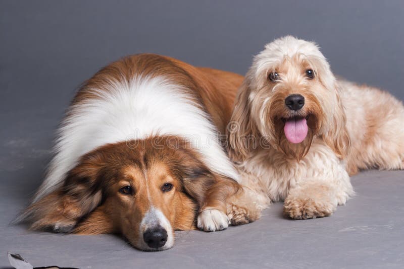 Mixed Cocker Spaniel and Rough Collie Stock Image - Image of breed ...