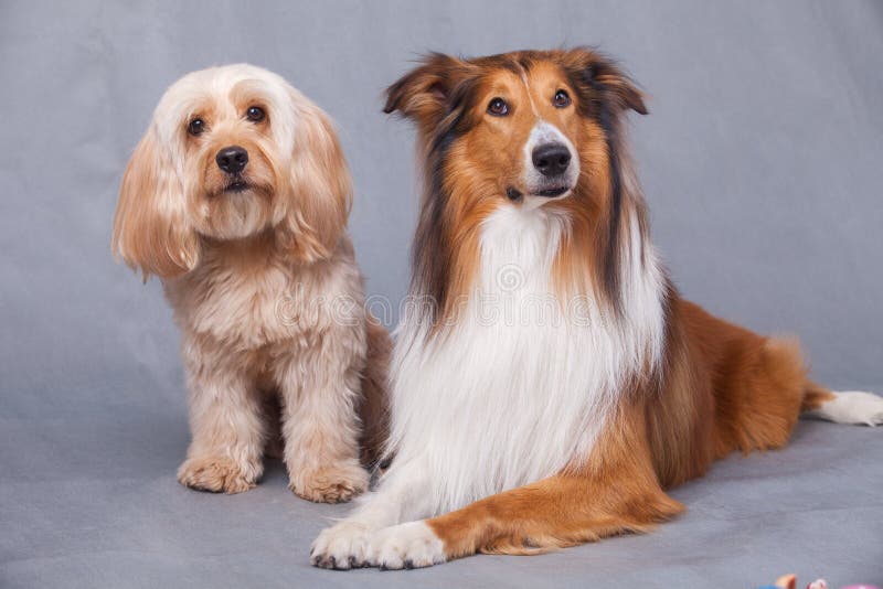 Mixed Cocker Spaniel and Rough Collie Stock Image - Image of dogs ...