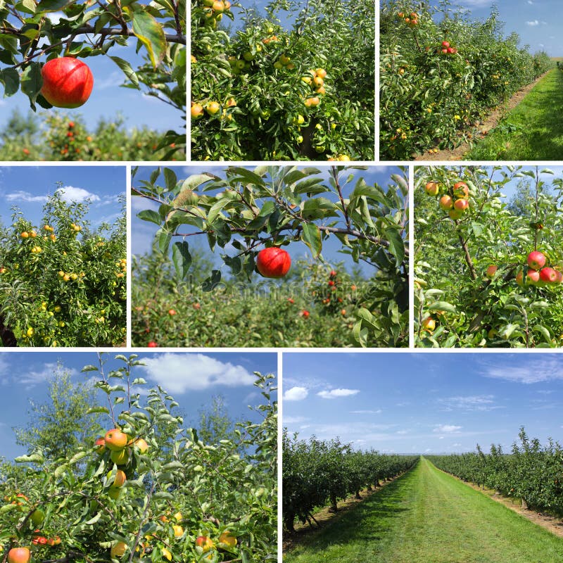 Apple orchard collage stock photo. Image of closeup, food - 7635386