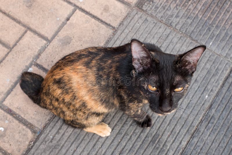A Mixed Color Cat Sitting on the Ground, Photo from Top View Stock ...