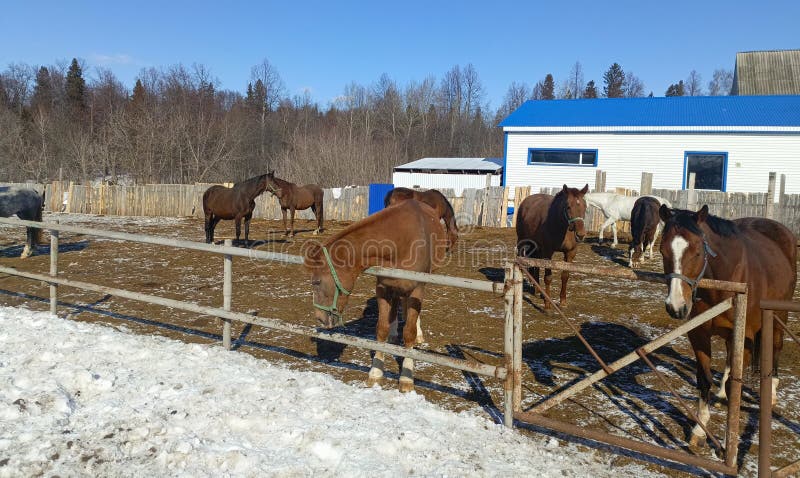 Mixed Color Horses in Rustic Winter Paddock with Stable Background ...