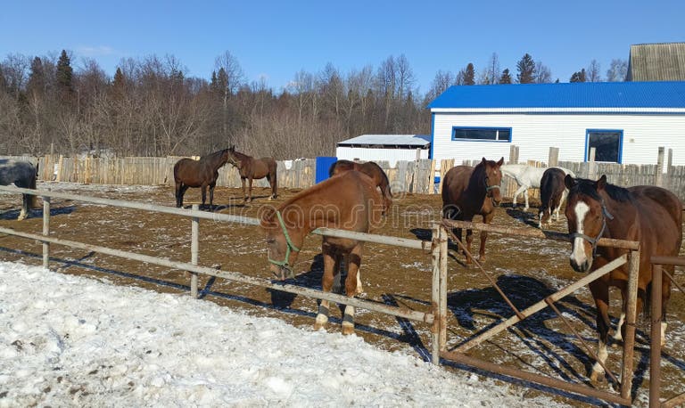 Mixed Color Horses in Rustic Winter Paddock with Stable Background ...