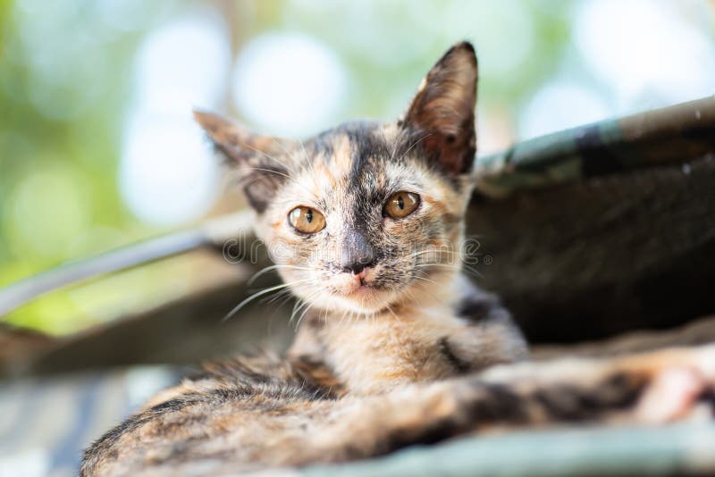 Mixed color kitten at home stock image. Image of hybrid - 131413473