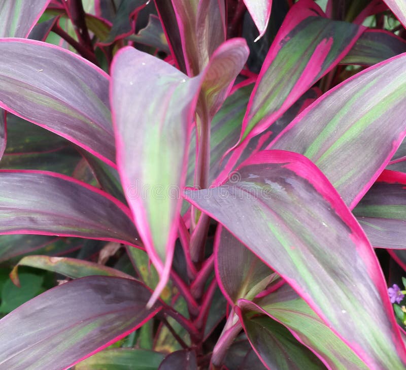 Mixed Color in One Leaf, Brown, Pink and Green Stock Image - Image of ...