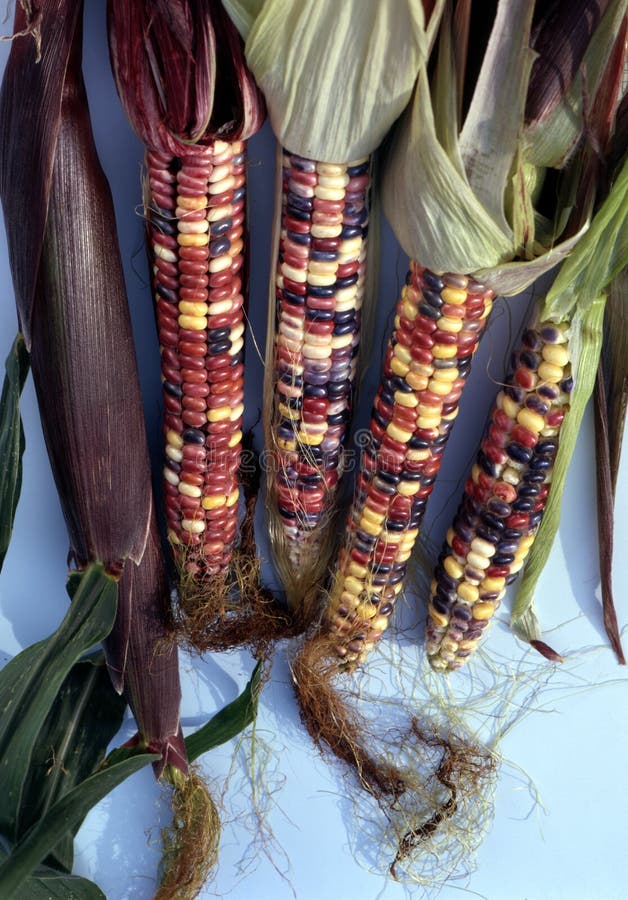 Colored corn stock image. Image of silk, fall, nature - 16220845