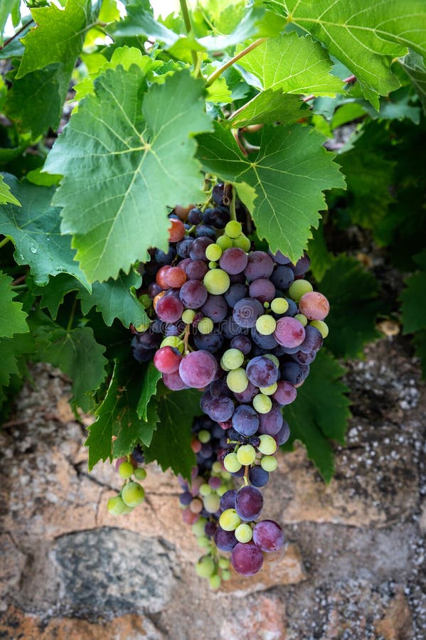 Mixed Colored Grapes in a Vineyard Stock Image - Image of wine, nature ...