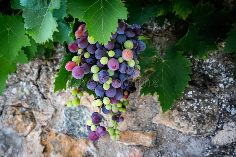 Mixed Colored Grapes in a Vineyard Stock Image - Image of wineyard ...
