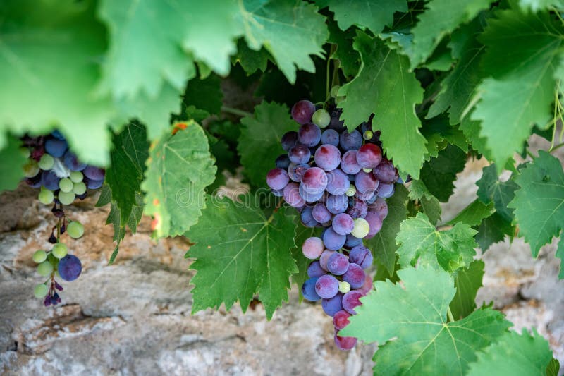 Mixed Colored Grapes in a Vineyard Stock Photo - Image of vine, growing ...
