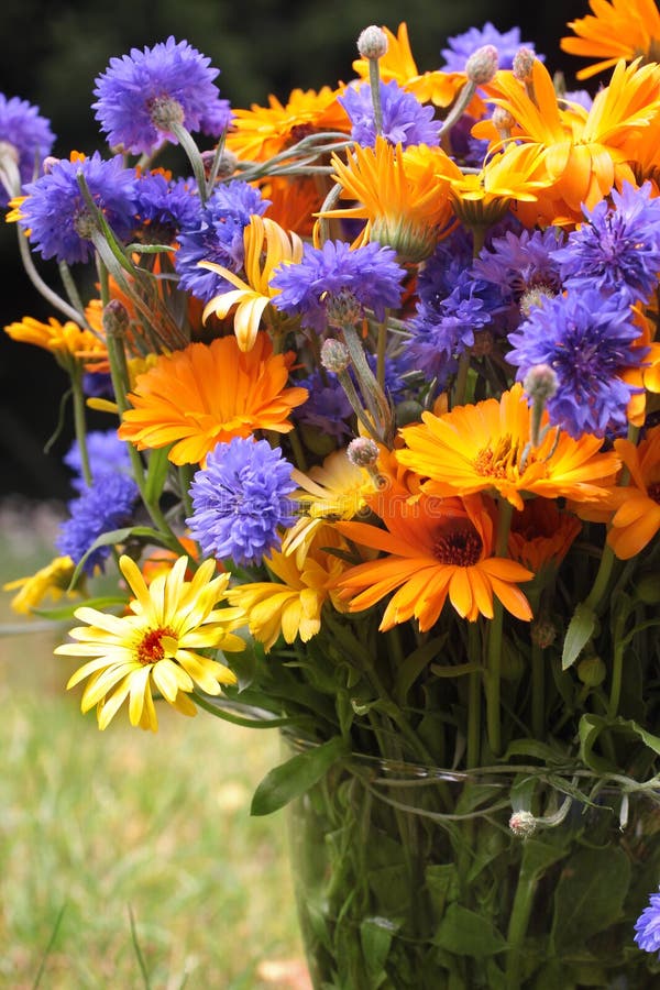 Mixed colorful bouquet stock image. Image of plant, centaurea - 17394555