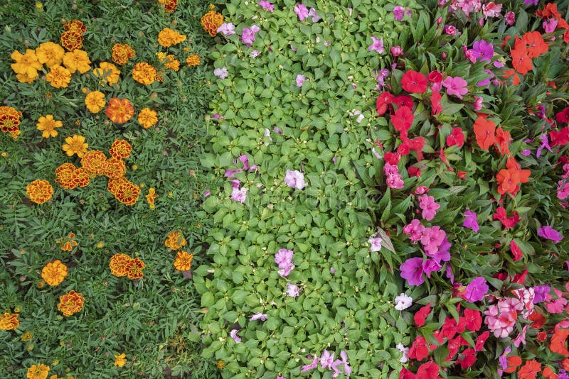 Mixed Colorful Flower Background Stock Image - Image of flowers ...