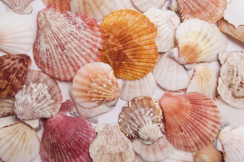 Colorful sea shells stock photo. Image of beach, basket - 22694720