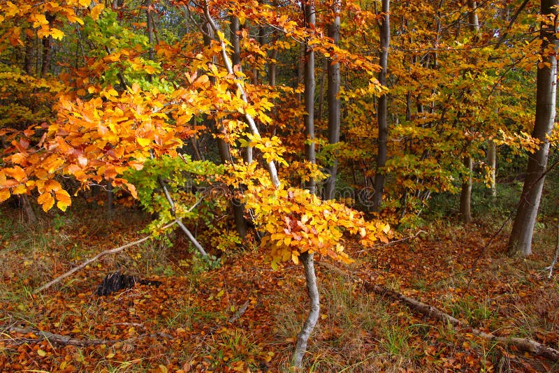 Mixed colors in the forest stock image. Image of forest - 80625585