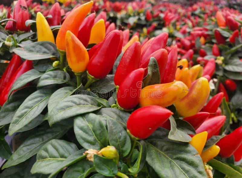 The Mixed Colors of Red, Orange and Yellow of the Ornamental Peppers ...