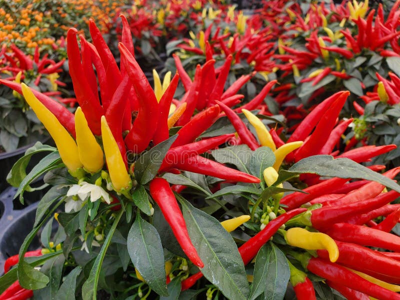 Mixed Colors of Red and Yellow of the Ornamental Pepper Stock Photo ...