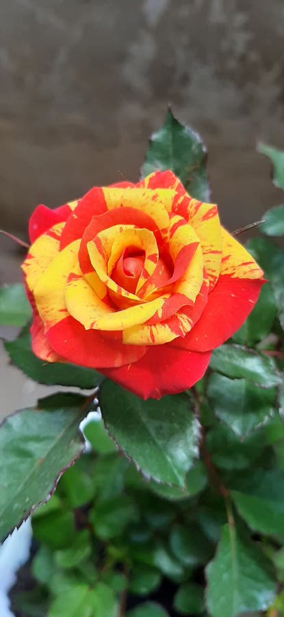 The Mixed Colors Rose stock image. Image of petal, mixed - 206438549