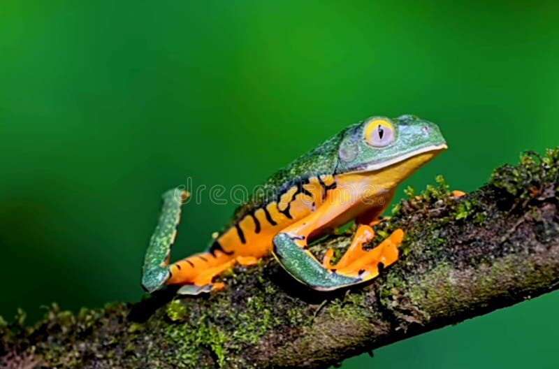 Mixed Colour Frog Side View Stock Photo - Image of mixed, view: 274356054