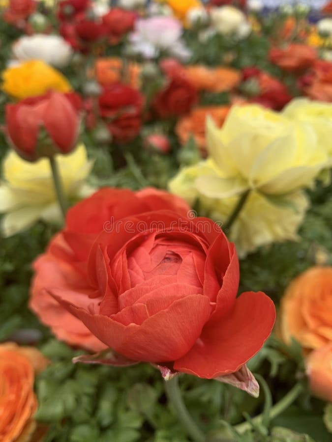 Mixed Coloured Ranunculus Flowers, Perspective Focus Stock Photo ...