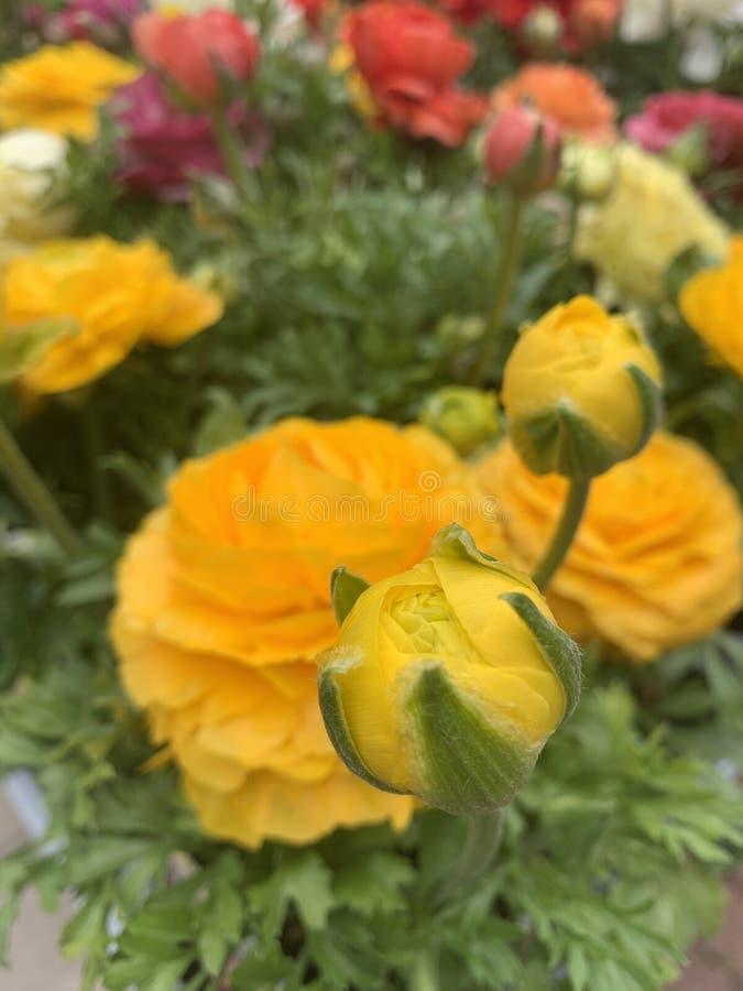 Mixed Coloured Ranunculus Flowers, Perspective Focus Stock Image ...