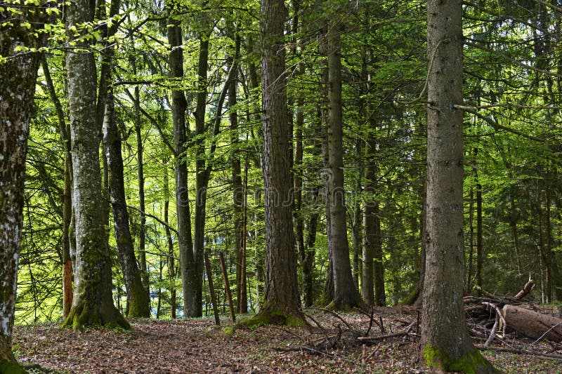 Mixed Coniferous Forest on Sunny Summer Midday, Temperate Climate Zone ...