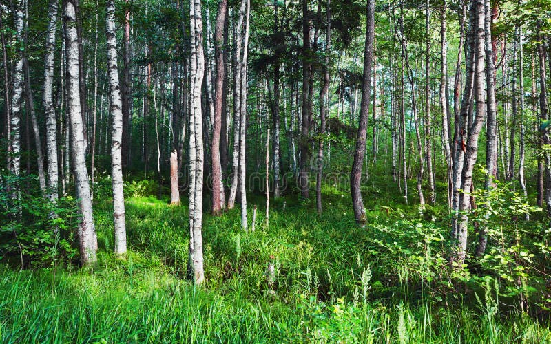 Mixed covert stock image. Image of scenery, environment - 32565445