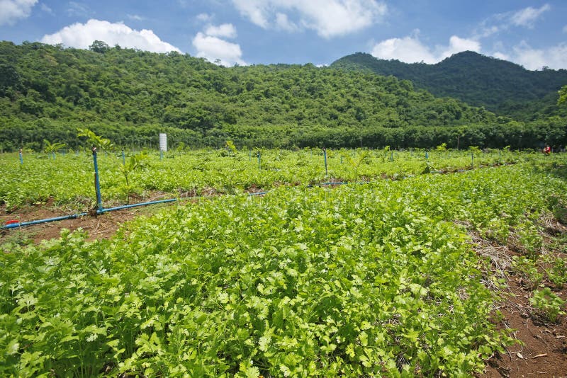 Mixed crop agriculture stock image. Image of green, mixed - 97722255