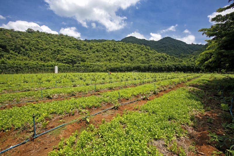 Mixed Crop Farming of Finger Millet Eleusine Coracana and Maize Zea ...