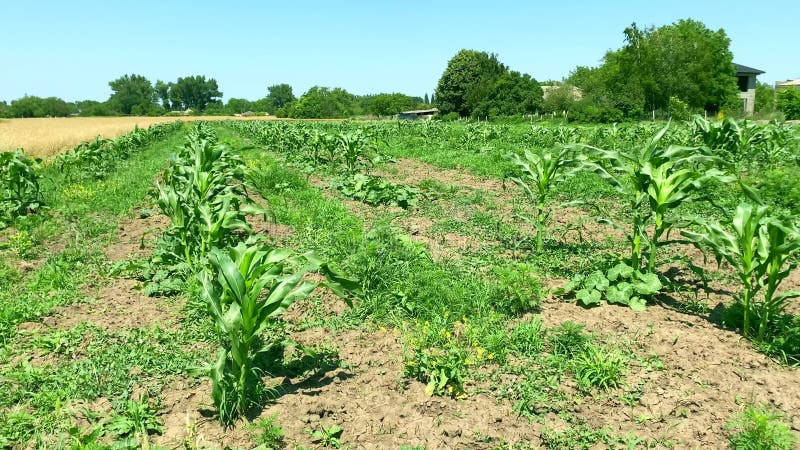 Mixed Crops in Agriculture. Slow Motion Video: Agriculture, Corn and ...